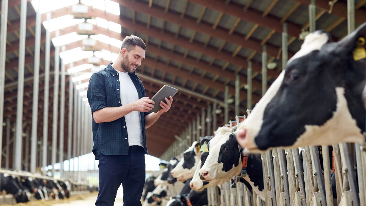 L'impact de l'agriculture de précision sur les vaches et les ...